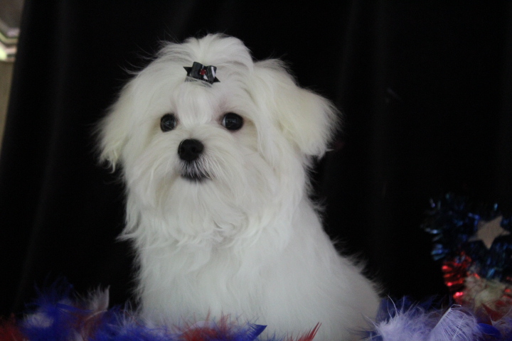 Available Maltese Puppies | Angel-Lite Maltese
