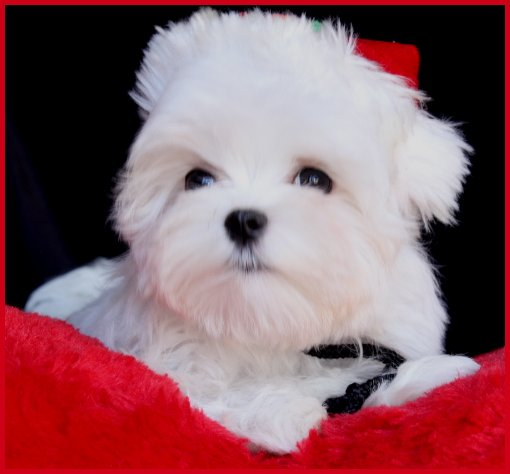 Available Maltese Puppies | Angel-Lite Maltese